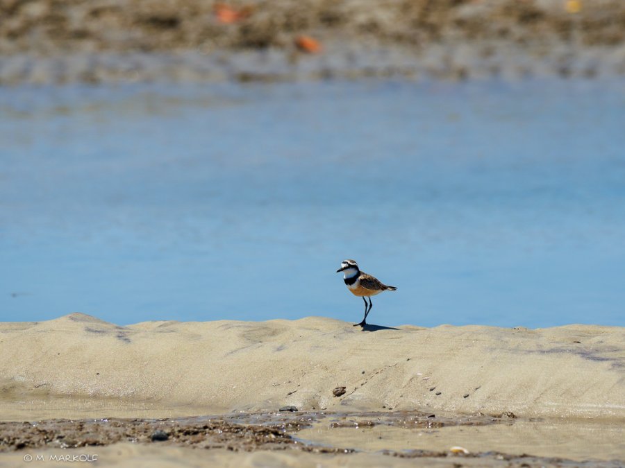 Mangrove diversity of Madagascar / Manfred-Hermsen-Stiftung