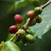 Ethiopia - Biosphere Reserve in the Wild Coffee Forest / Manfred ...