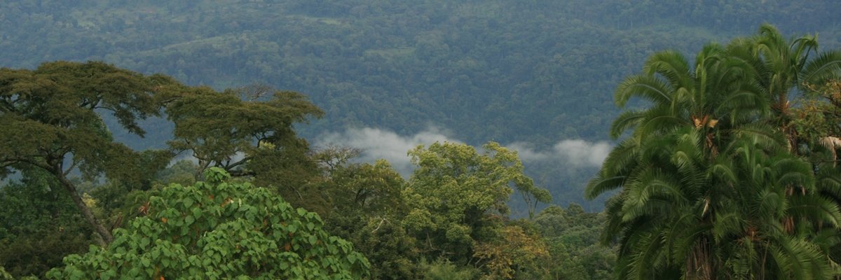 Ethiopia - Biosphere Reserve in the Wild Coffee Forest / Manfred ...